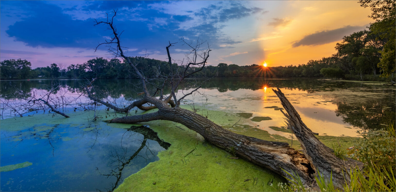 Friends of the Forest Preserves