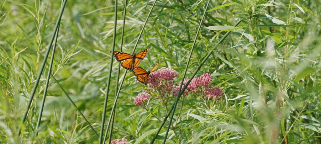 About the Preserves - Friends of the Forest Preserves