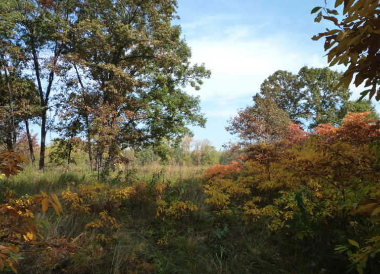 Stewardship Day: Sand Ridge Nature Center - Friends of the Forest Preserves